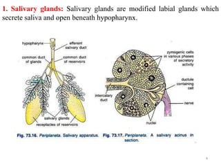 Glandular system | PPTX