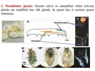 Glandular system | PPTX
