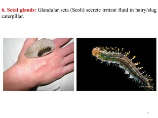 Glandular system | PPTX
