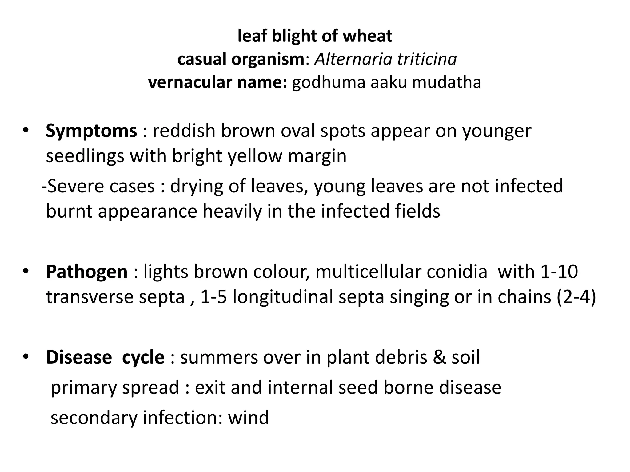 YELLOW EAR ROT | PPTX