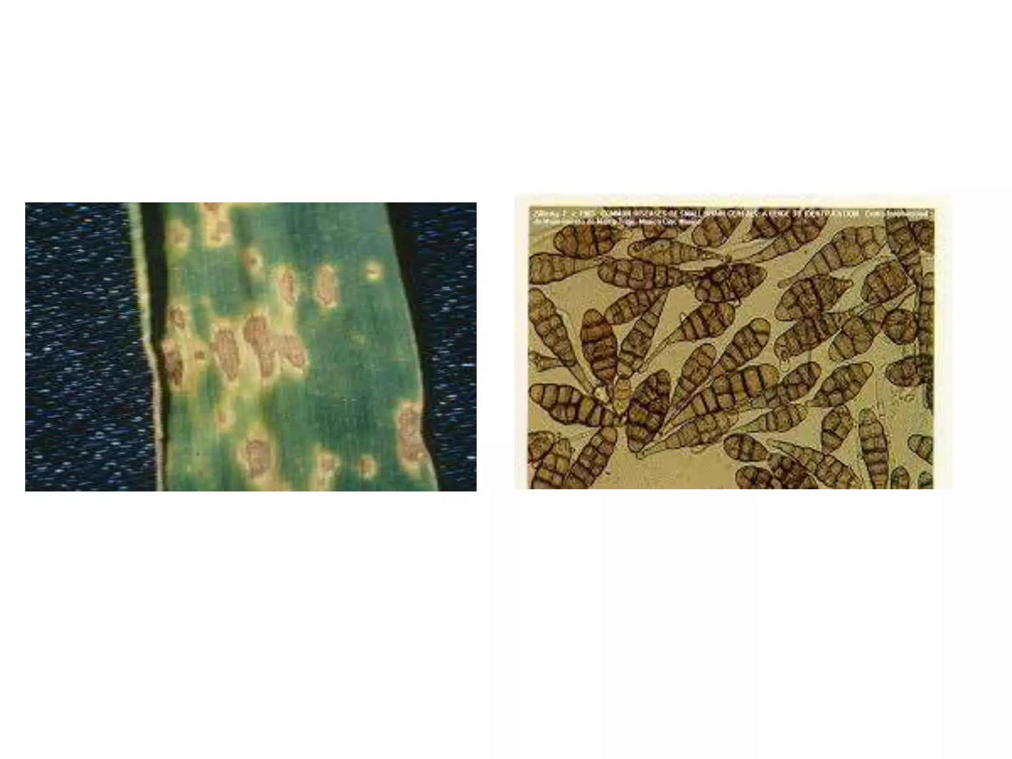 YELLOW EAR ROT | PPTX