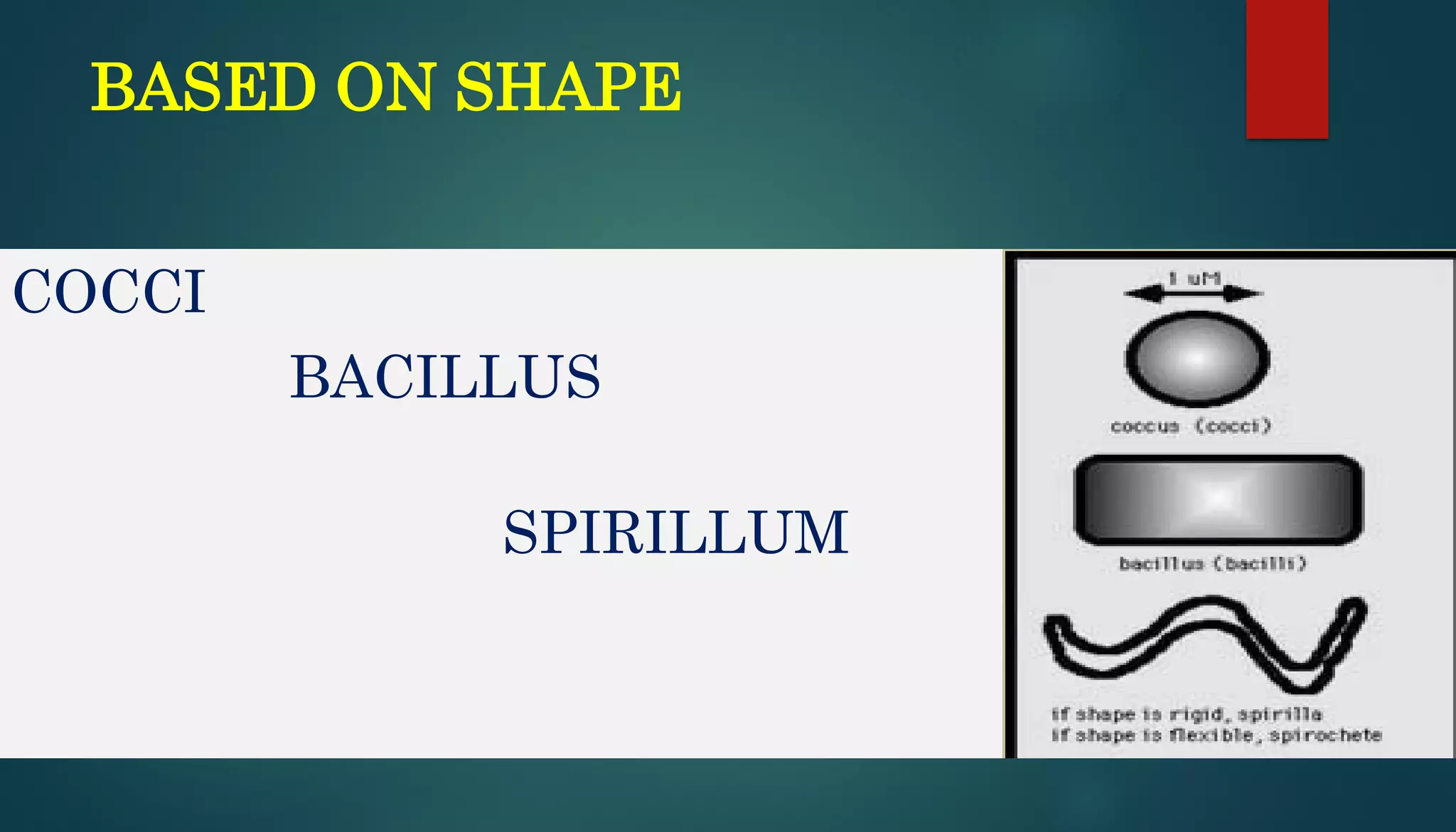 Morphology of bacteria | PPT