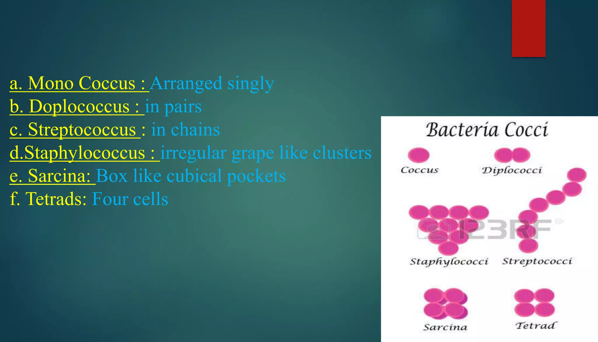 Morphology of bacteria | PPT