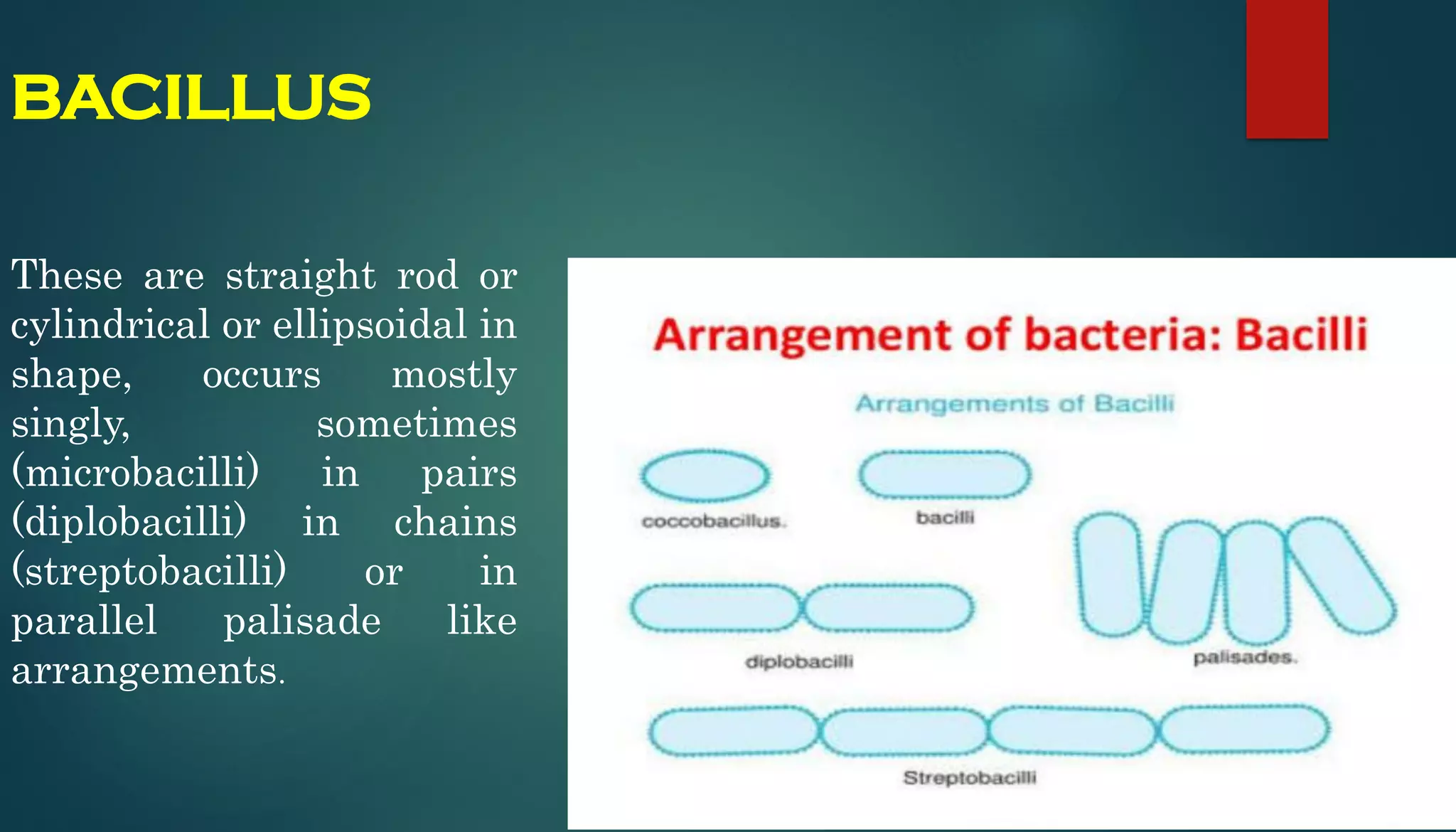 Morphology of bacteria | PPT