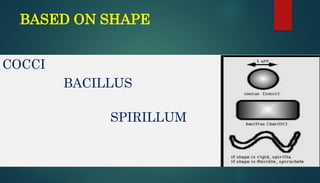 Morphology of bacteria | PPT