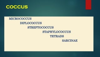 Morphology of bacteria | PPT