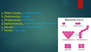 Morphology of bacteria | PPT