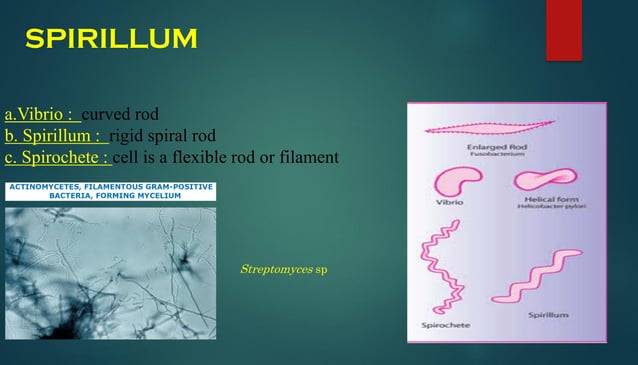Morphology of bacteria | PPT
