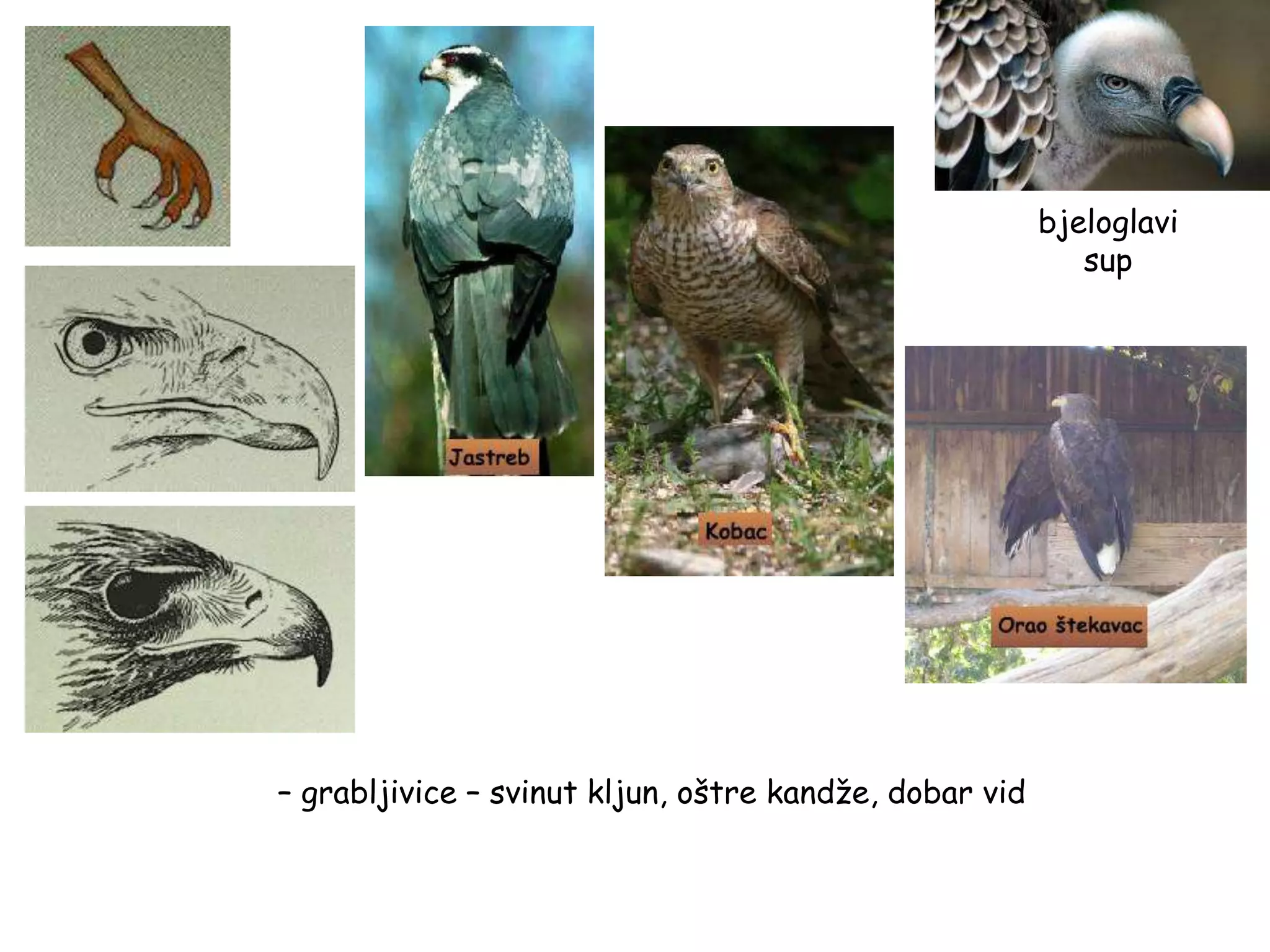 20. mo ptice - ppt | PPT