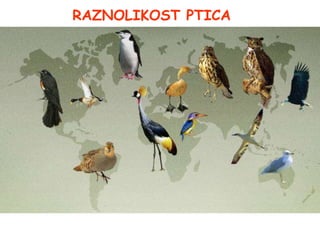 20. mo ptice - ppt | PPT