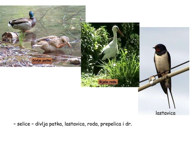 20. mo ptice - ppt | PPT