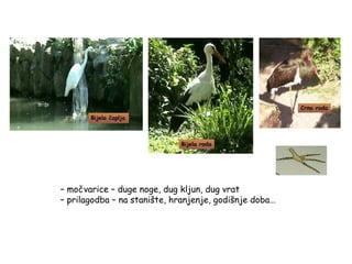 20. mo ptice - ppt | PPT