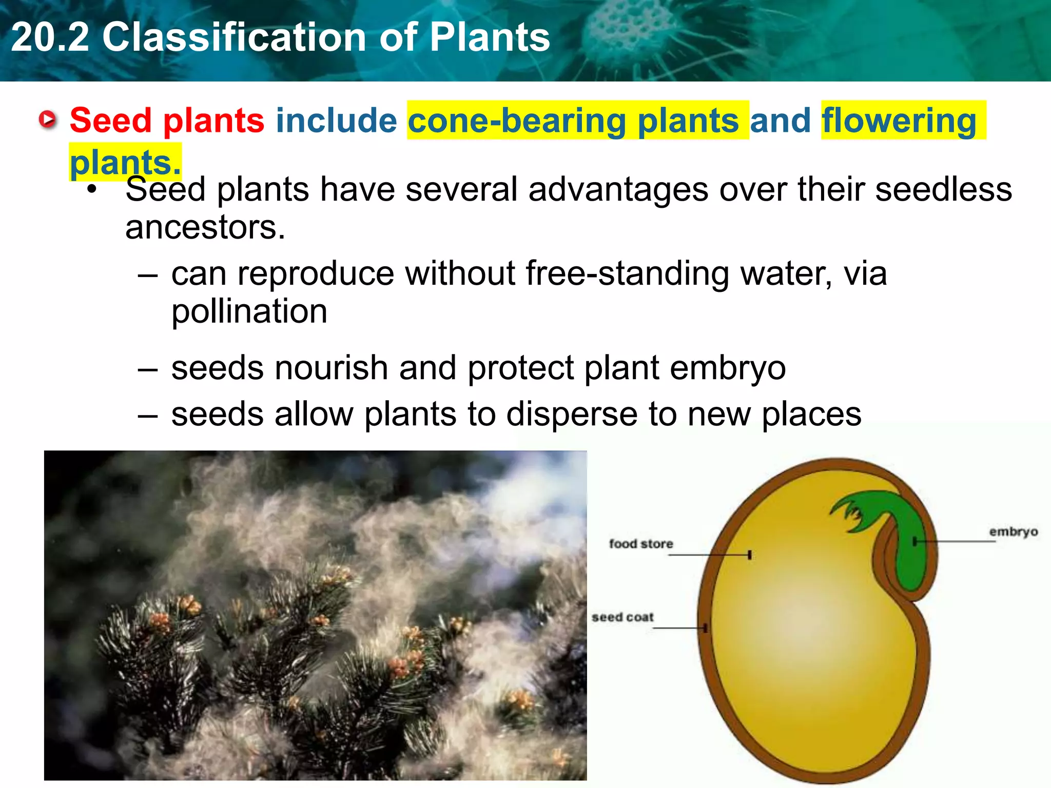 20.2 Classification of Plants.ppt