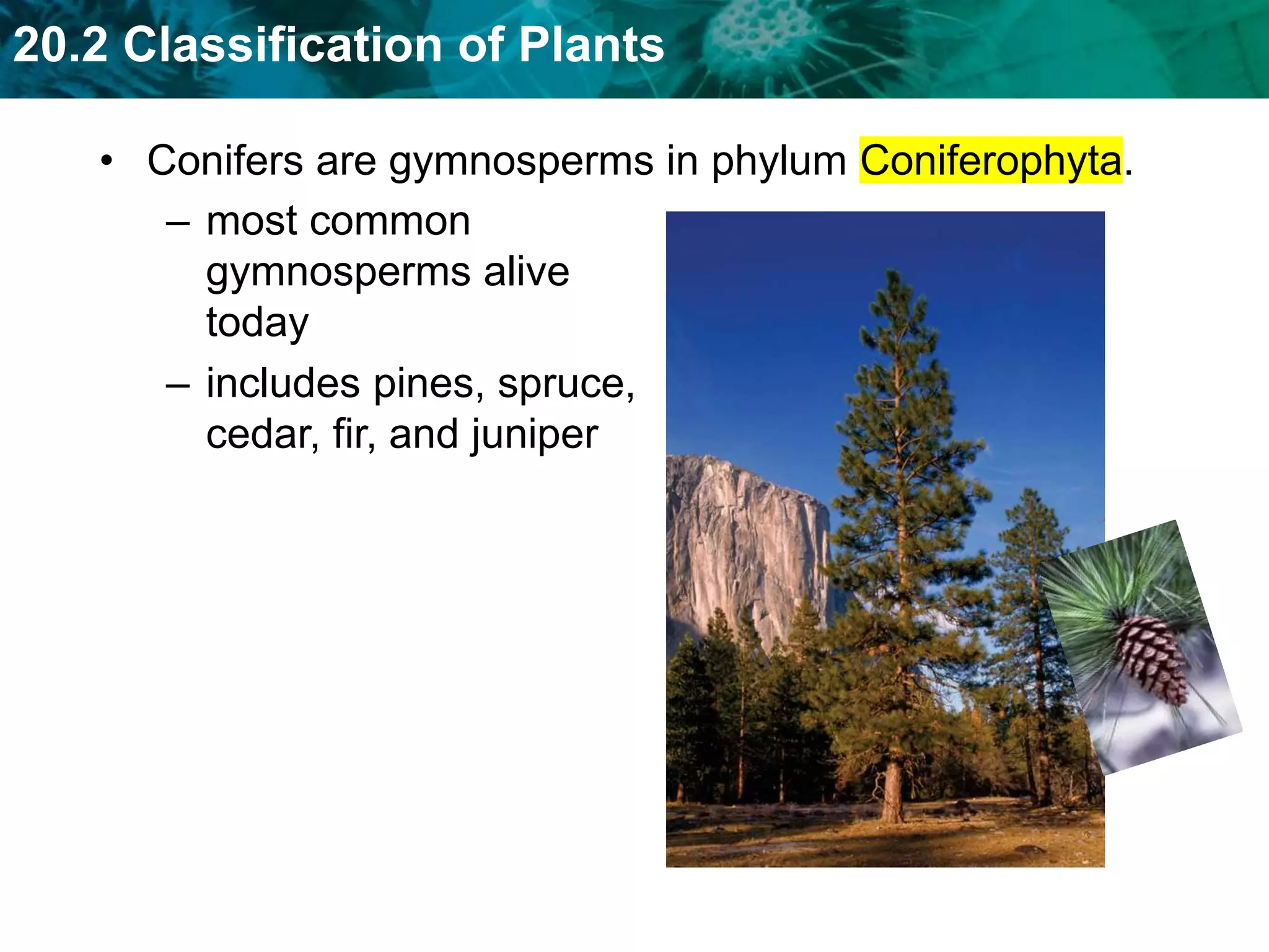 20.2 Classification of Plants.ppt