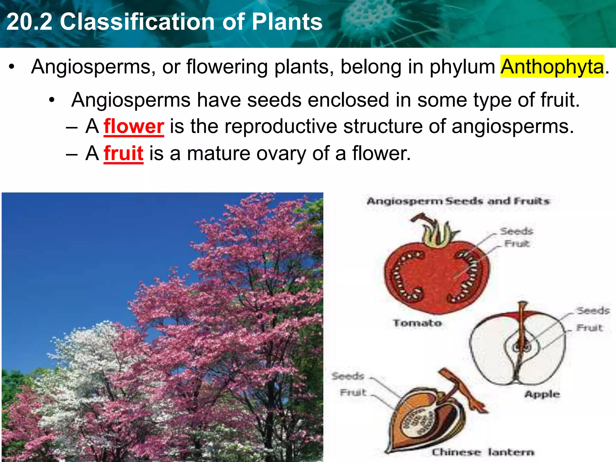 20.2 Classification of Plants.ppt