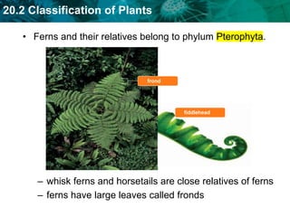 20.2 Classification of Plants.ppt