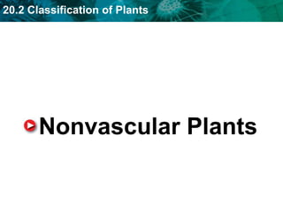 20.2 Classification of Plants.ppt