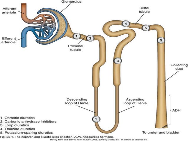 20.Diuretics & Antidiuretics.ppt | Chemistry | Science