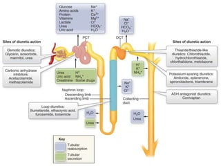 20.Diuretics & Antidiuretics.ppt
