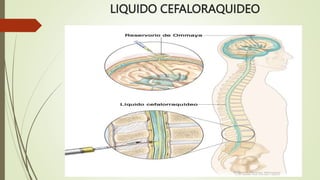 liquido cefaloraquideo | PPTX