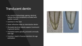 20.dentin.pptx