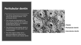 20.dentin.pptx