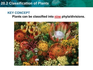 20.2 Classification of Plants.ppt