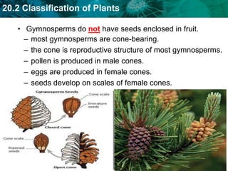 20.2 Classification of Plants.ppt