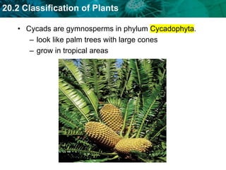 20.2 Classification of Plants.ppt
