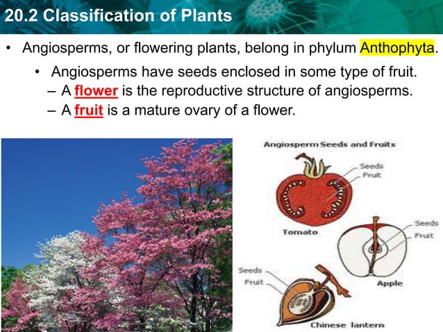20.2 Classification of Plants.ppt