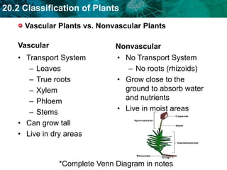 20.2 Classification of Plants.ppt