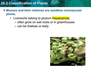 20.2 Classification of Plants.ppt