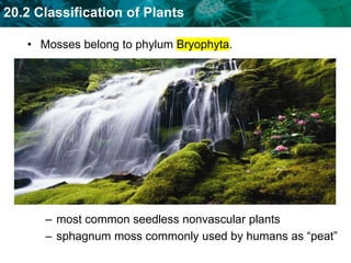 20.2 Classification of Plants.ppt