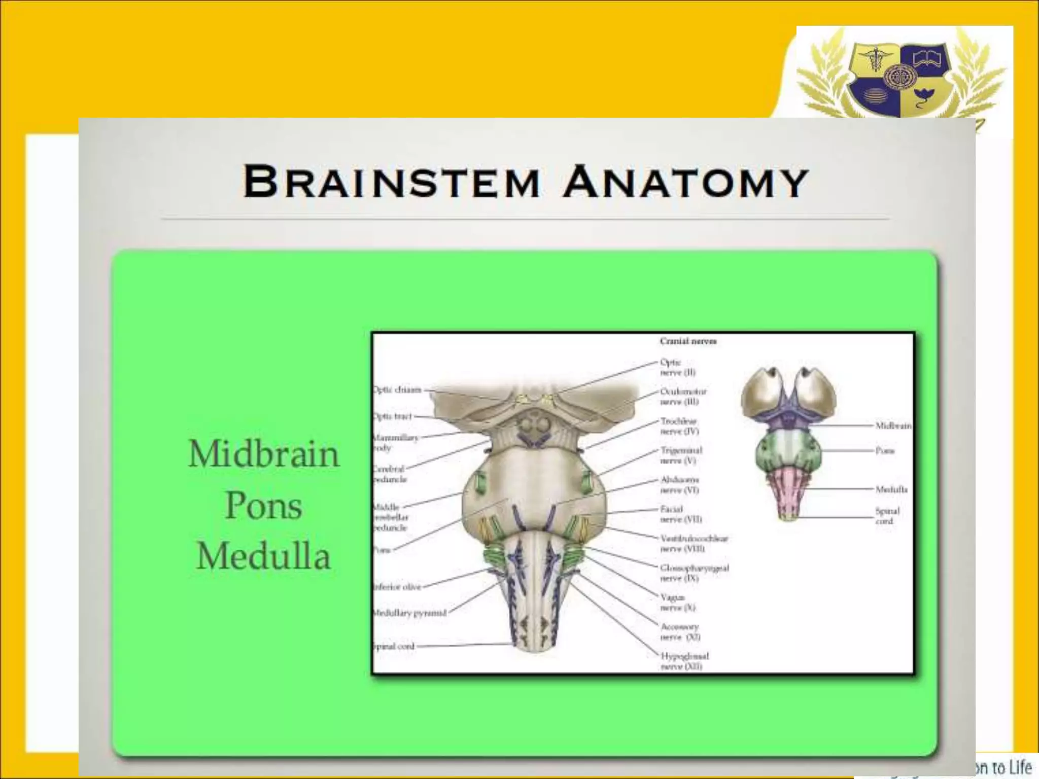 Brain Stem Lesions Anatomy and Physiology | PPTX