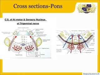 Brain Stem Lesions Anatomy and Physiology | PPT