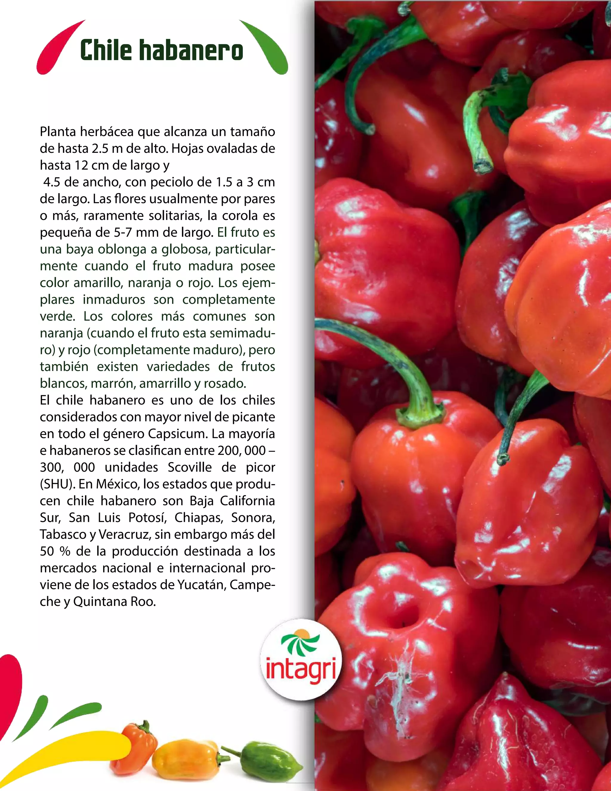20. Tipos de Chiles.pdf