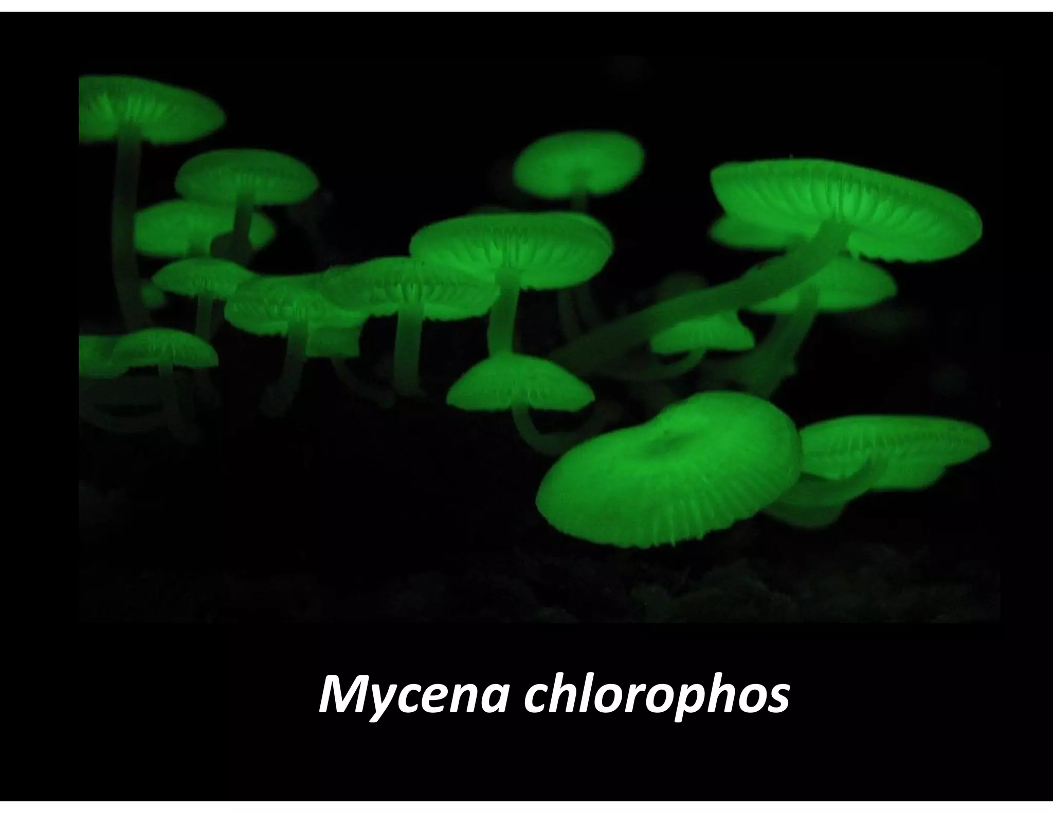 20. Bioluminescence in fungi.pdf