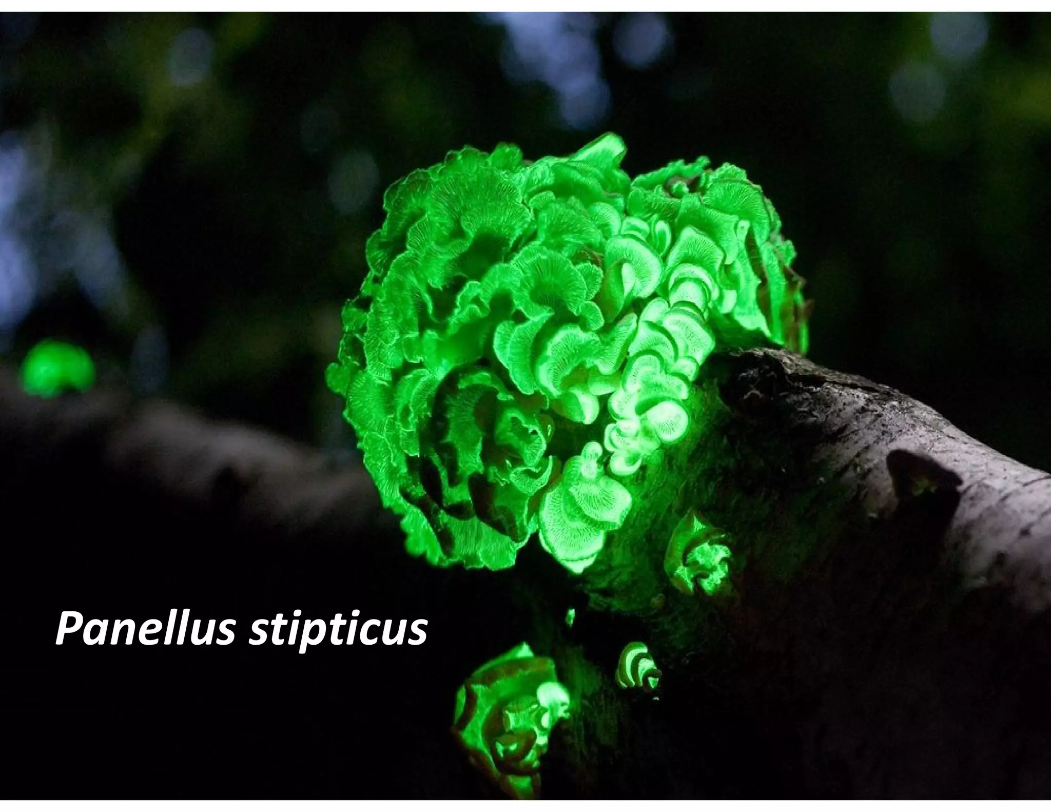20. Bioluminescence in fungi.pdf