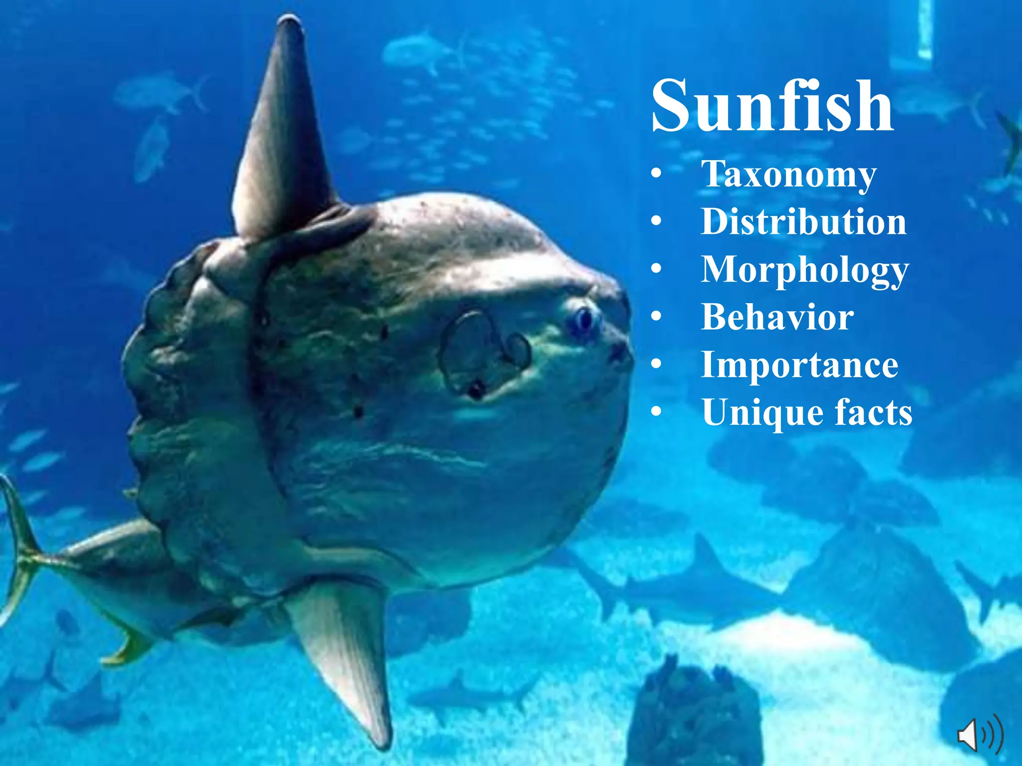 Sunfish: Introduction, Morphology & it's Characteristics. | PPTX