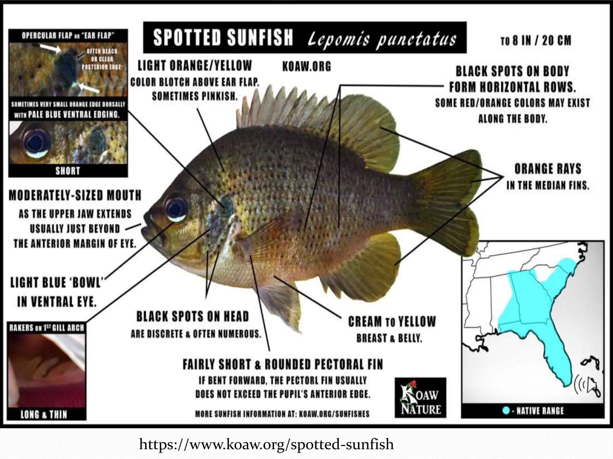 Sunfish: Introduction, Morphology & it's Characteristics. | PPTX