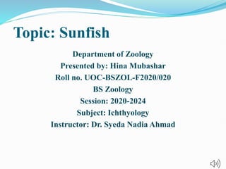Sunfish: Introduction, Morphology & it's Characteristics. | PPTX