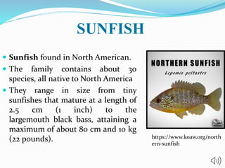 Sunfish: Introduction, Morphology & it's Characteristics. | PPTX