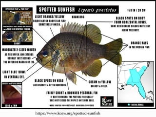 Sunfish: Introduction, Morphology & it's Characteristics. | PPTX
