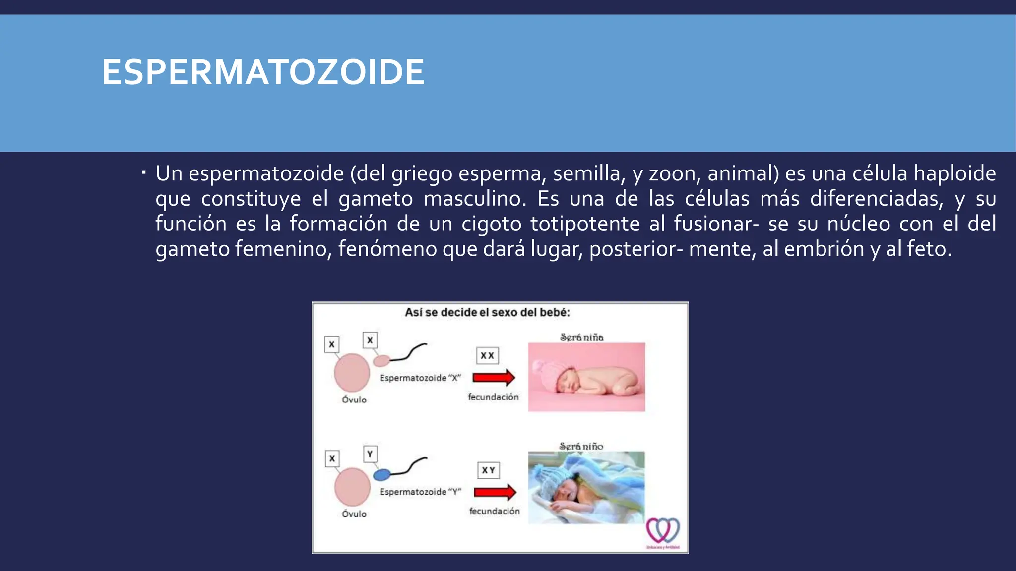 APARATO REPRODUCTOR MASCULINOY SU PARTES | PPTX
