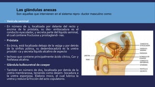 APARATO REPRODUCTOR MASCULINOY SU PARTES | PPTX