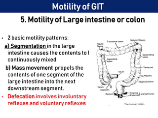 20. Physiology of Digestive System 1.ppt