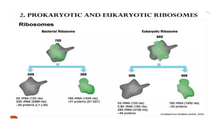 DPT - Biochemistry & Genetics - II (Molecular Biology) Translation ...