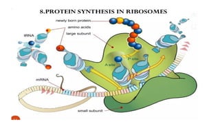 DPT - Biochemistry & Genetics - II (Molecular Biology) Translation ...
