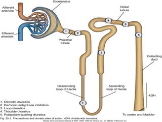 Diuretics & Antidiuretics............ppt