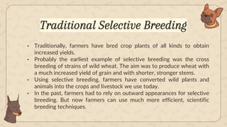 20.1.+Traditional+Selective+Breeding Eng VERSION | PDF